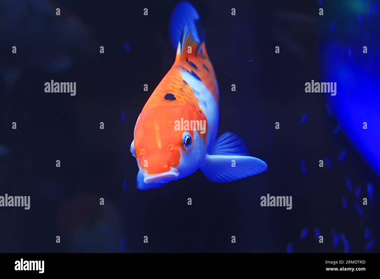 Active koi fish hi-res stock photography and images - Alamy