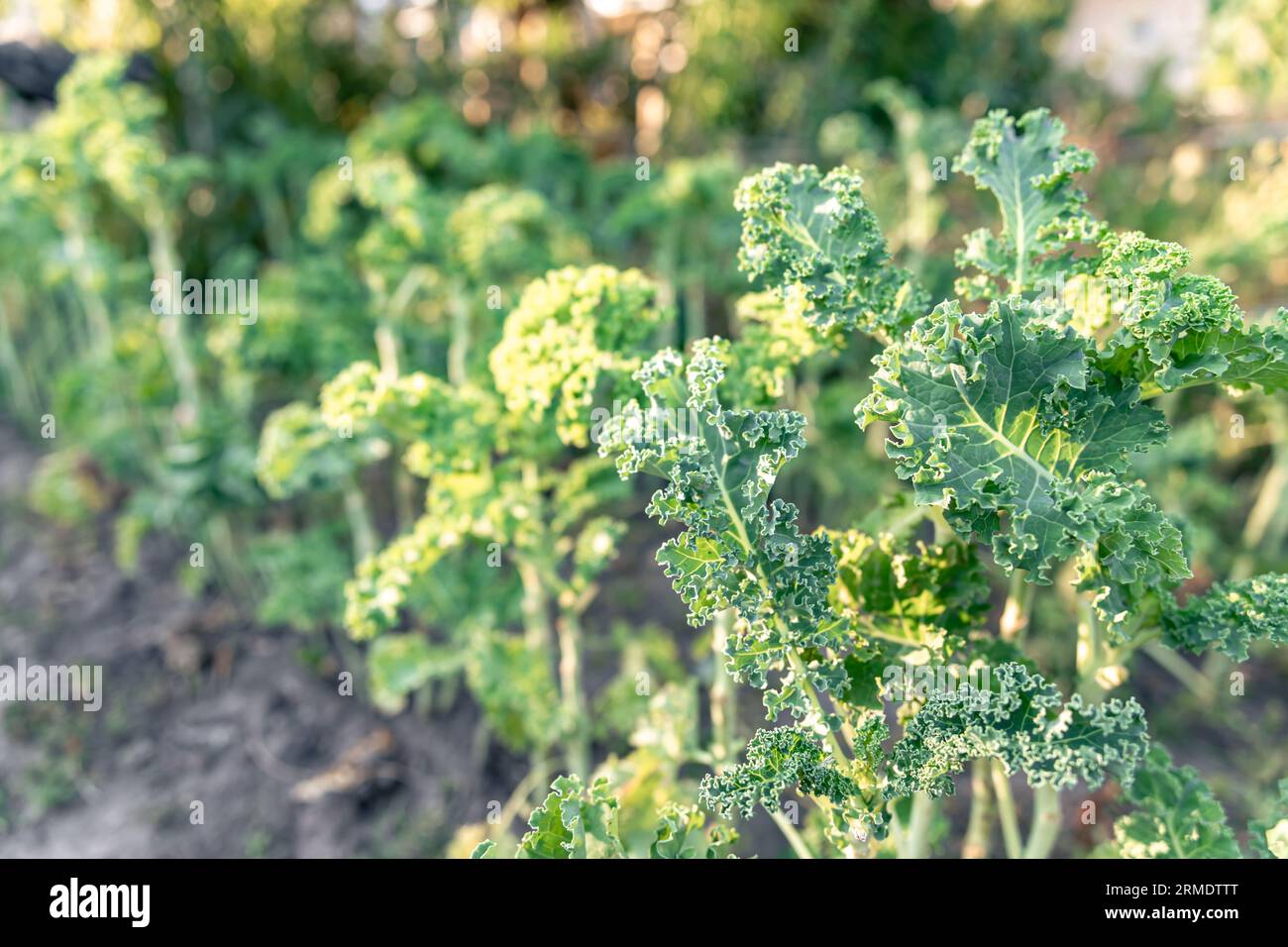 Curly lettuce garden agricultural hi-res stock photography and images ...