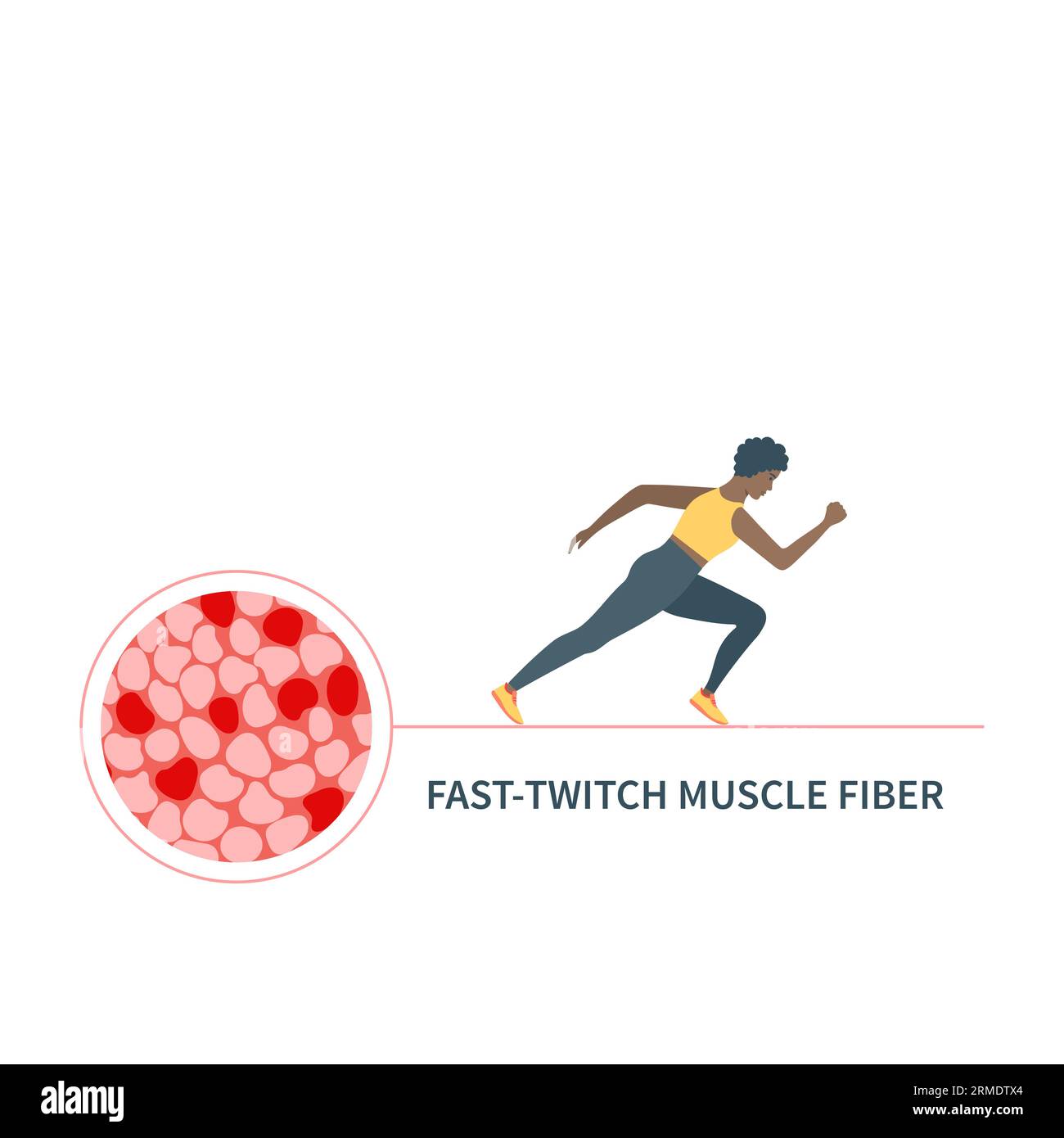Fast twitch white muscle fiber type illustration Stock Vector Image ...