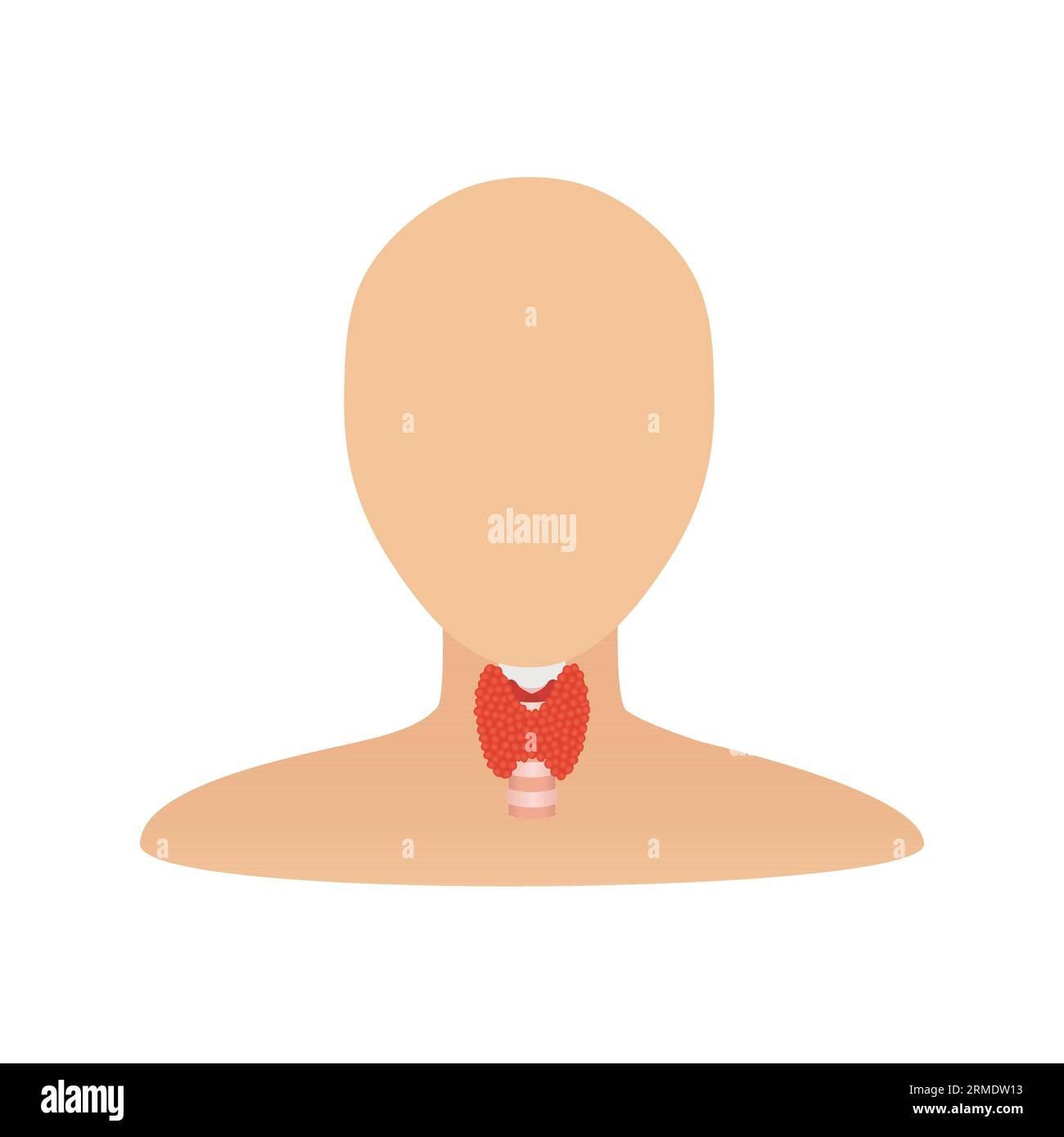 Thyroid gland organ on body silhouette icon Stock Vector Image & Art ...