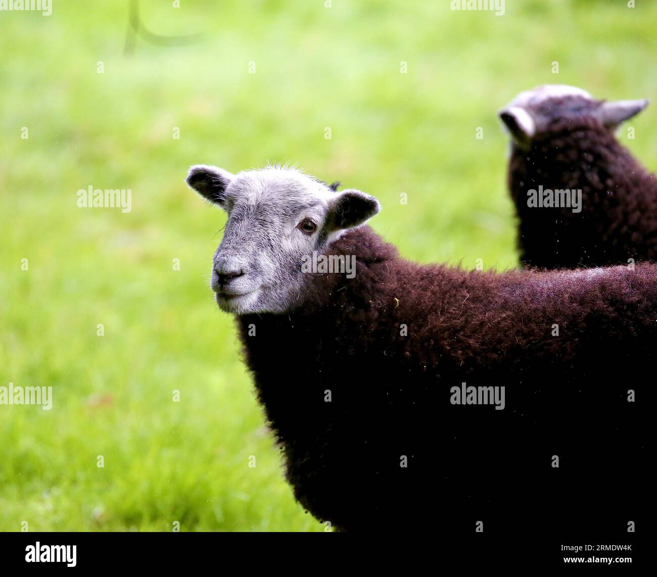 Herdwick sheep breed domestic sheep hi-res stock photography and images - Alamy