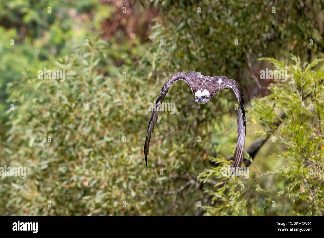 The eastern or Australian osprey, Pandion haliaetus cristatus, also ...
