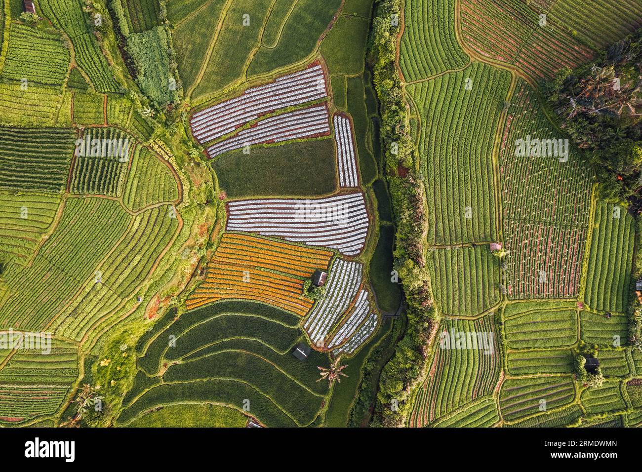 Top Down texture details of Hut in Marigold Flowers in Sidemen Bali ...