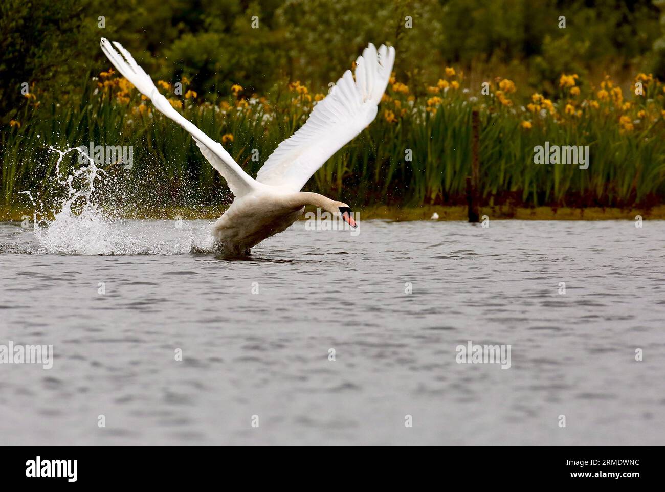 Angry mute swan hi-res stock photography and images - Alamy