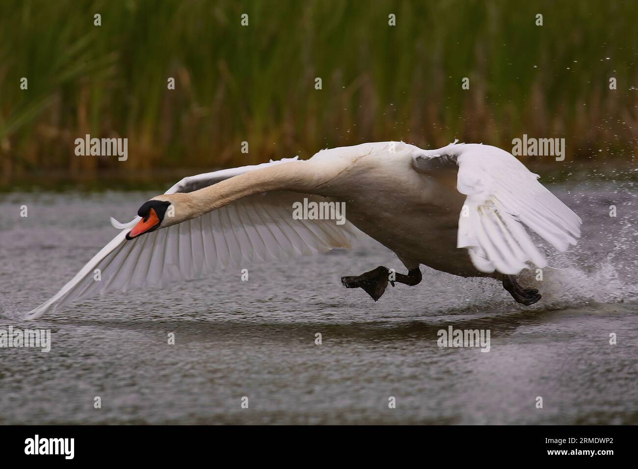 Angry mute swan hi-res stock photography and images - Alamy