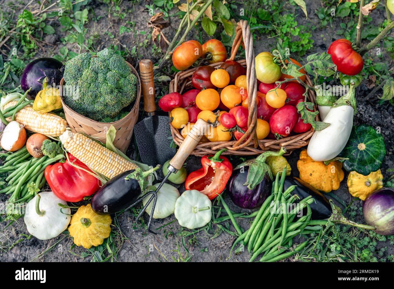 Composition of fresh vegetables on blurred vegetable garden background ...