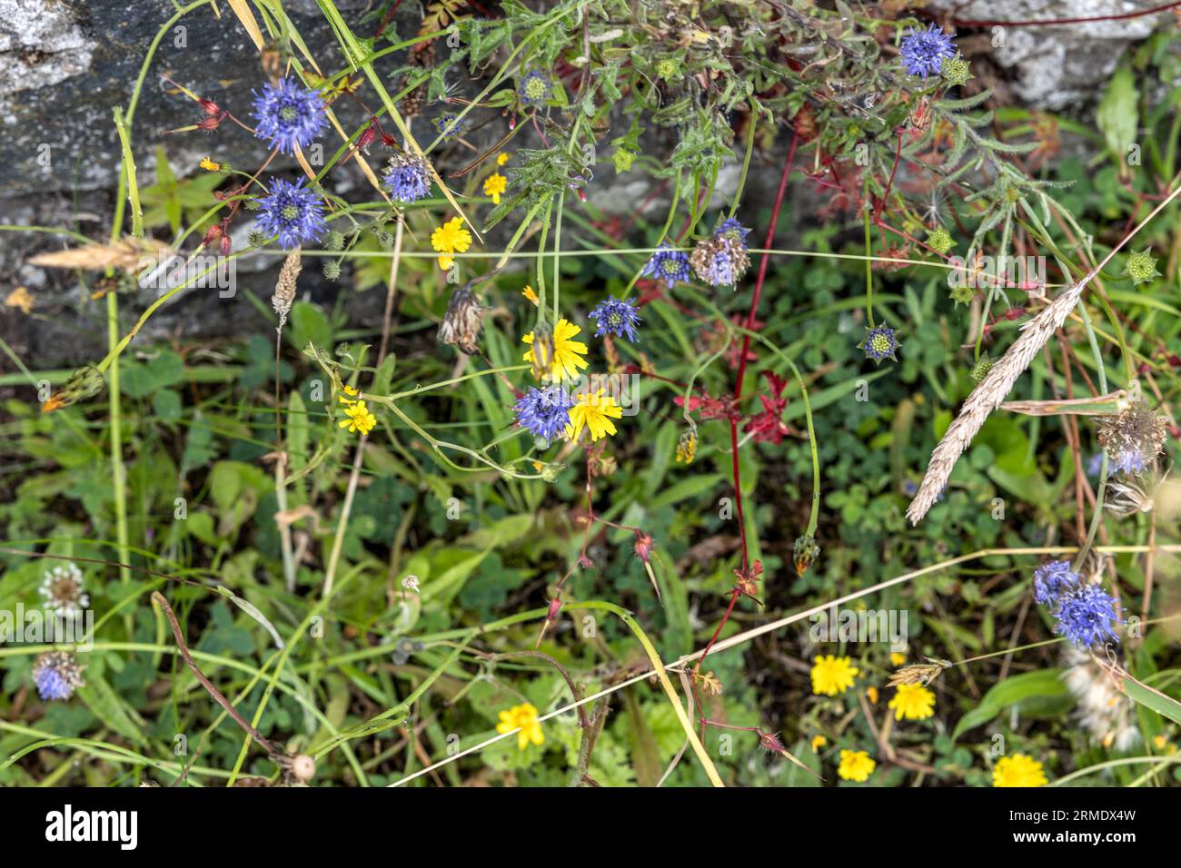 Sheep's-bit(blue), hawksbeard (yellow), Wildflowers growing in seawall ...