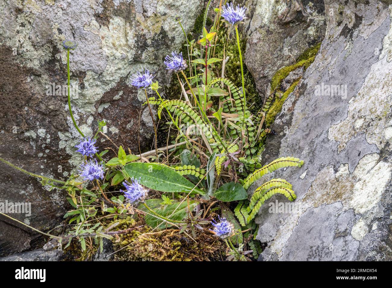 Sheep's-bit, Wildflowers growing in seawall, Cushendun, Antrim ...