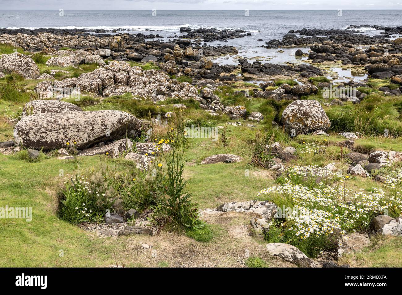 Rainy day, Field Sowthistle (yellow) & Chamomile, Port Ganny, Giant ...