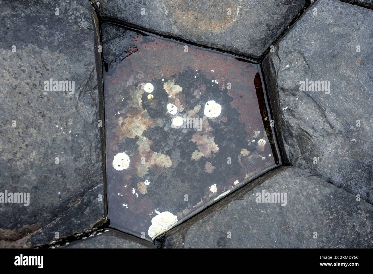Giant Causeway, basalt columns, Causeway Coastal Path, County Antrim ...