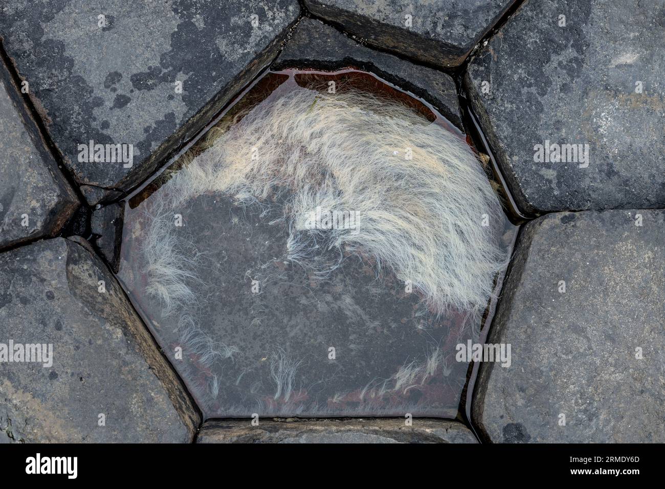 Giant Causeway, basalt columns, Causeway Coastal Path, County Antrim ...