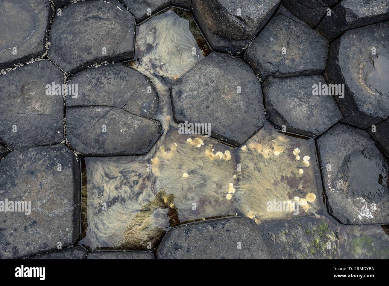Giant Causeway, basalt columns, Causeway Coastal Path, County Antrim ...