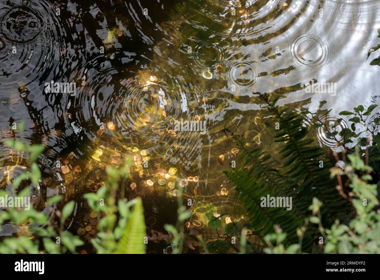 Bird's Eye View of Glistening Coins in Fountain Water Stock Photo - Alamy
