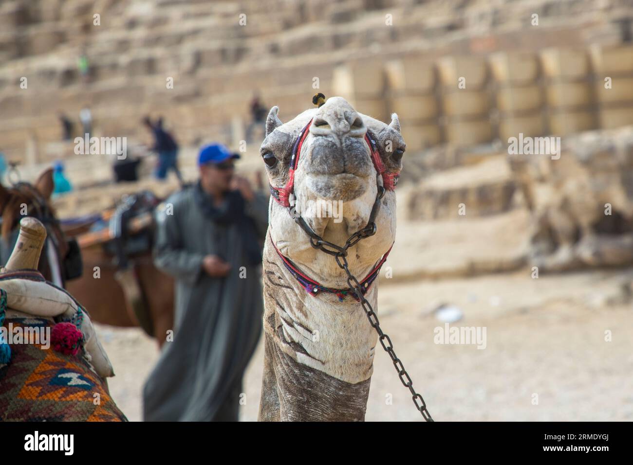 Camel staring at photographer at the Pyramids of Giza Stock Photo - Alamy