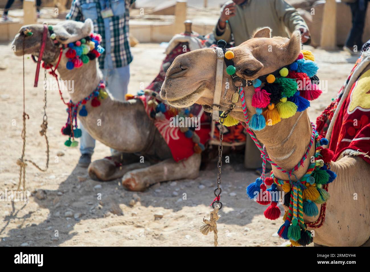 Camel taking a rest hi-res stock photography and images - Alamy
