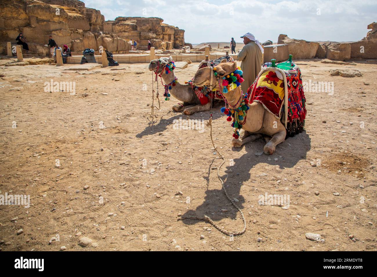 Two camels waiting to take tourists near the Pyramids of giza Stock ...
