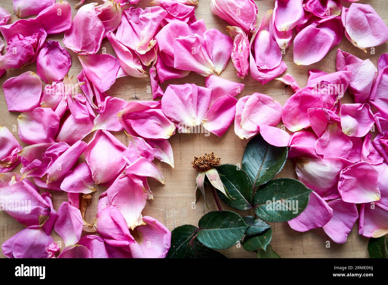 Broken rose and petals hi-res stock photography and images - Alamy