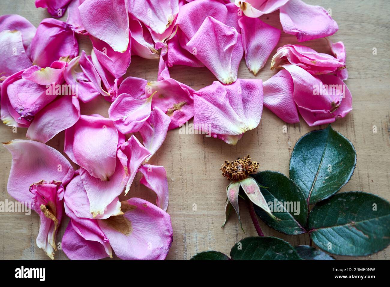 Broken rose and petals hi-res stock photography and images - Alamy
