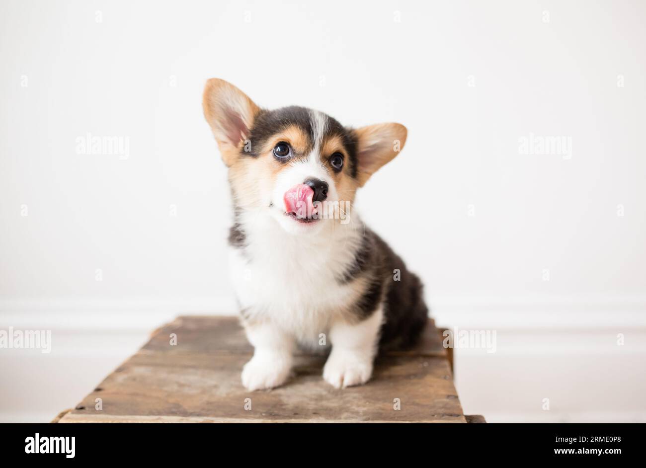 Cute small corgi puppy sitting looking up licking nose Stock Photo - Alamy