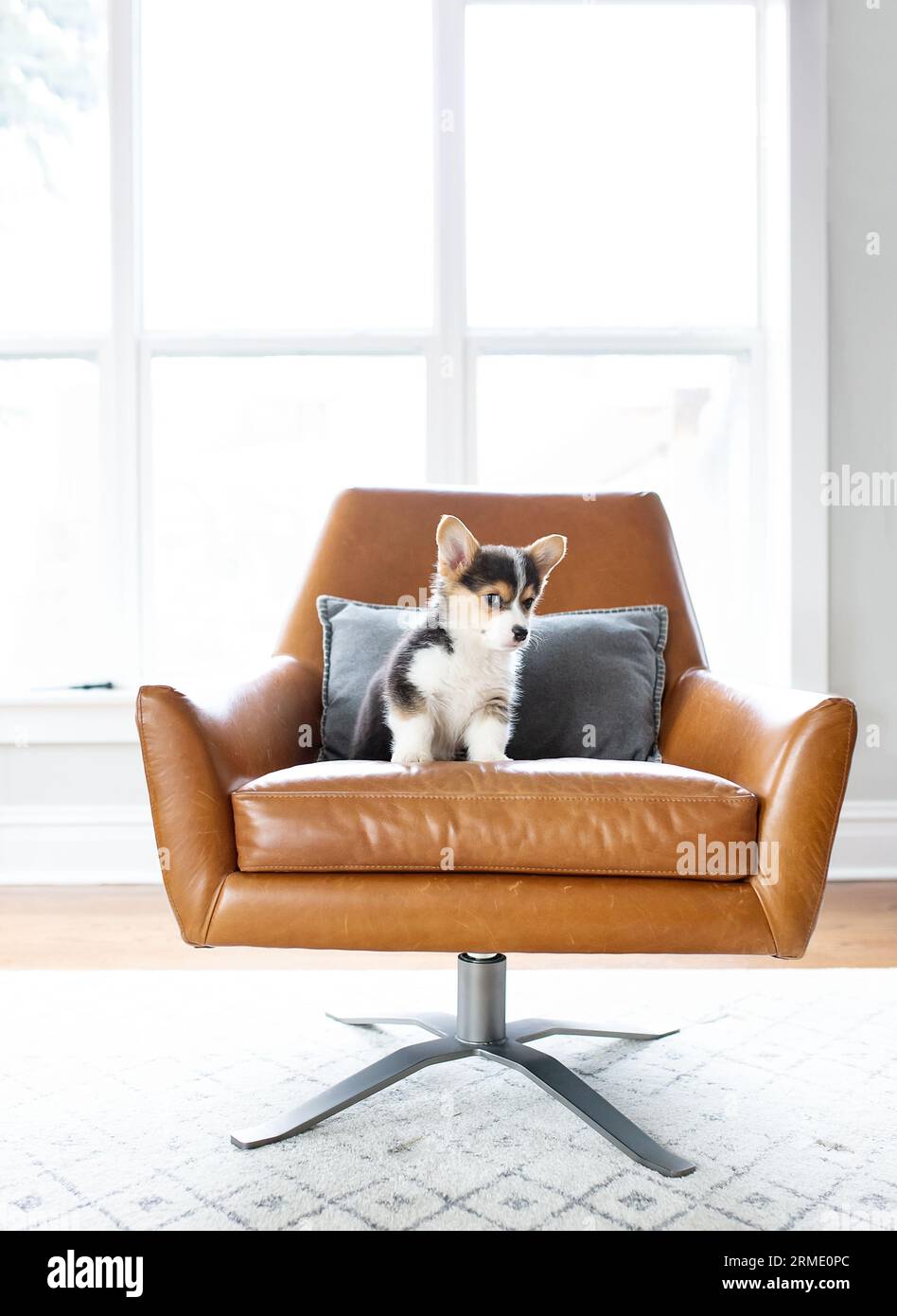 Adorable tricolor corgi puppy sitting in leather chair backlit Stock ...