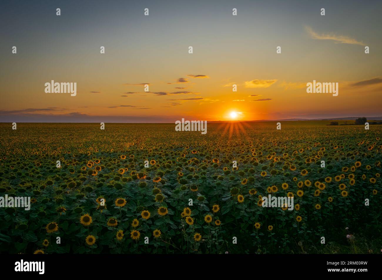 An extremely beautiful plain full of sunflowers. A magical sunset Stock ...