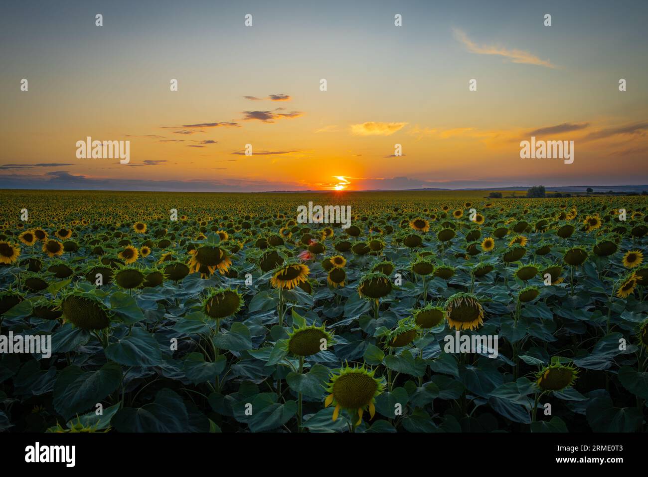 An extremely beautiful plain full of sunflowers. A magical sunset Stock ...