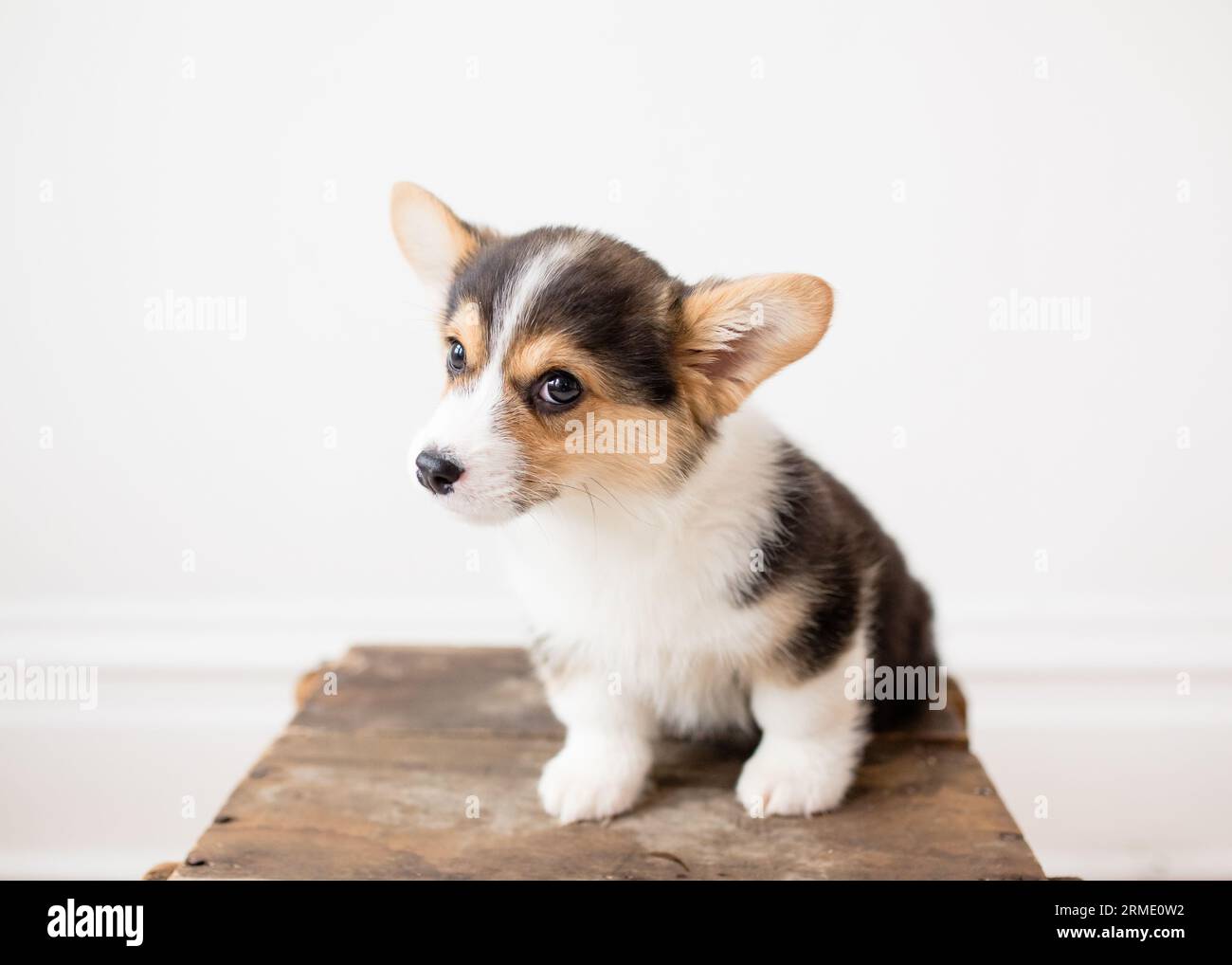 Black Baby Corgi