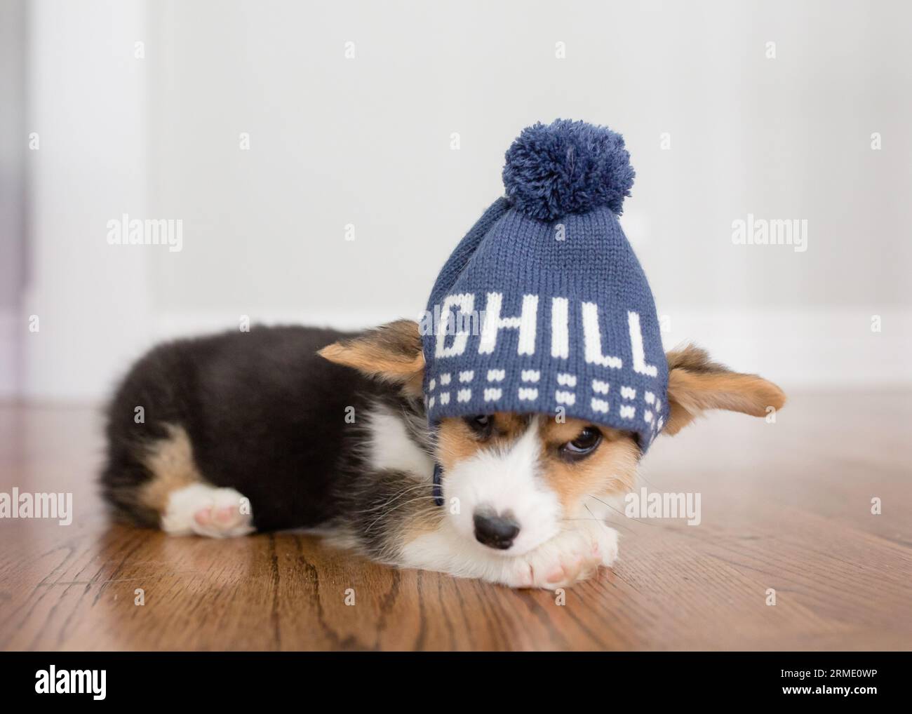 Cute small corgi puppy wearing blue winter hat Stock Photo - Alamy