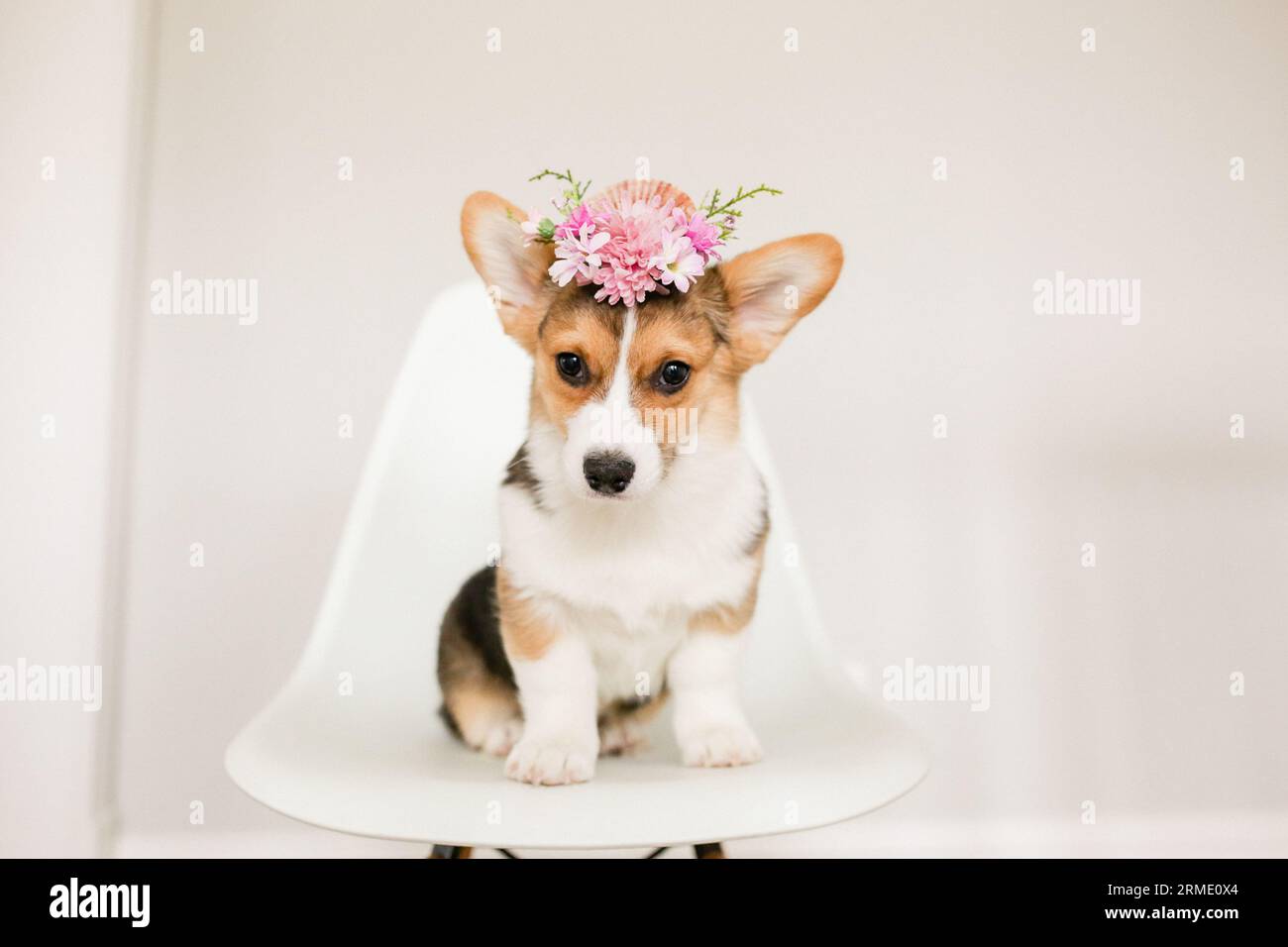 Cute corgi puppy sitting on white chair with pink flower crown Stock ...