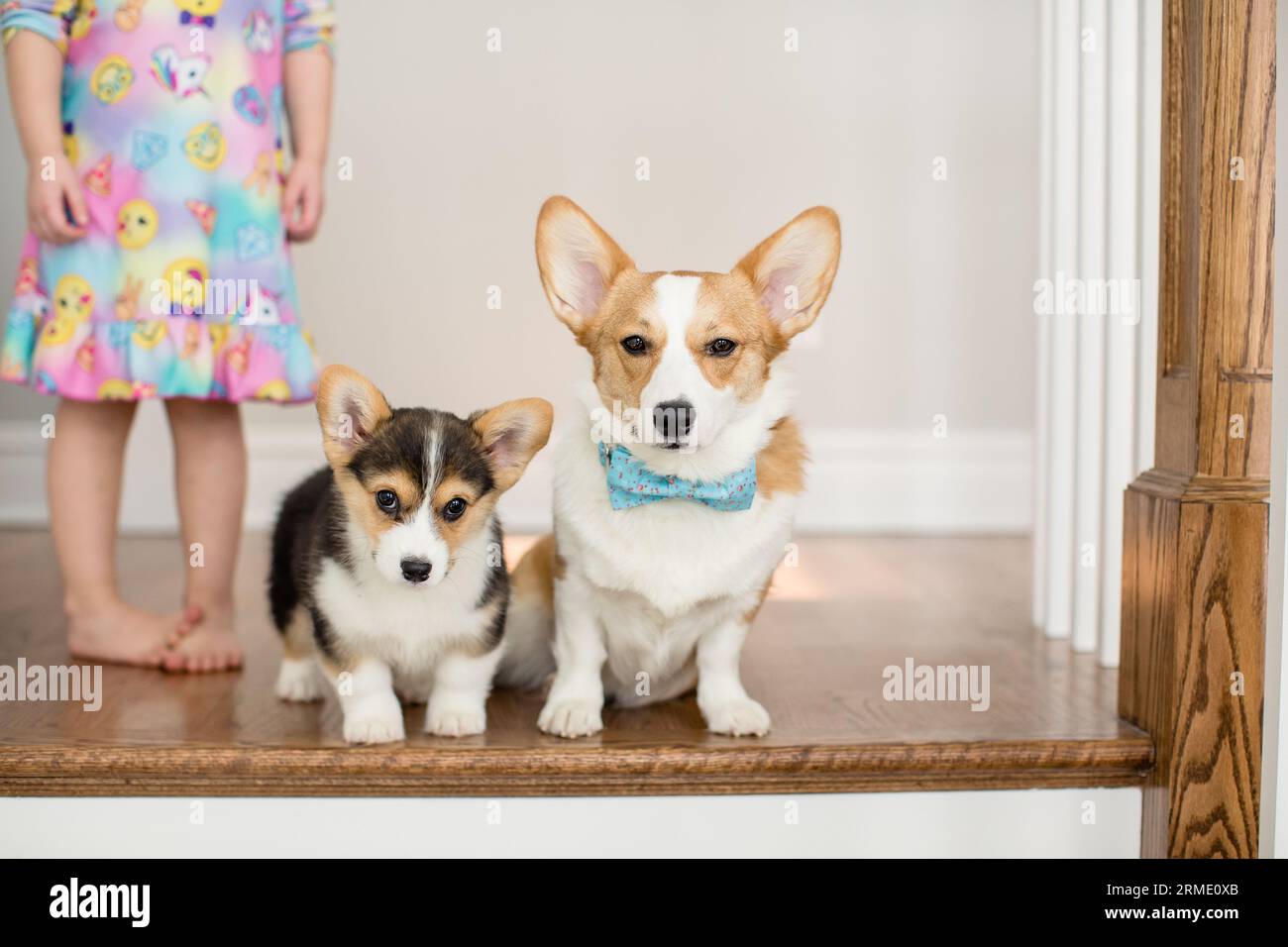 Bottom view of little girl standing next to two cute corgi dog puppies ...