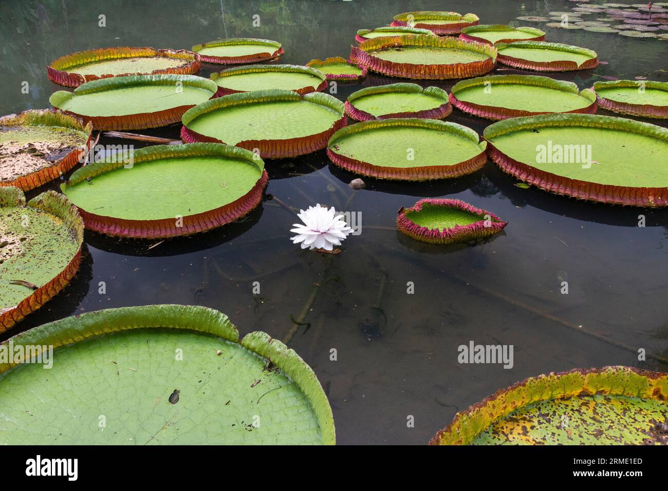 Water lilies floating on lake in Botanical Gardens with white flower ...