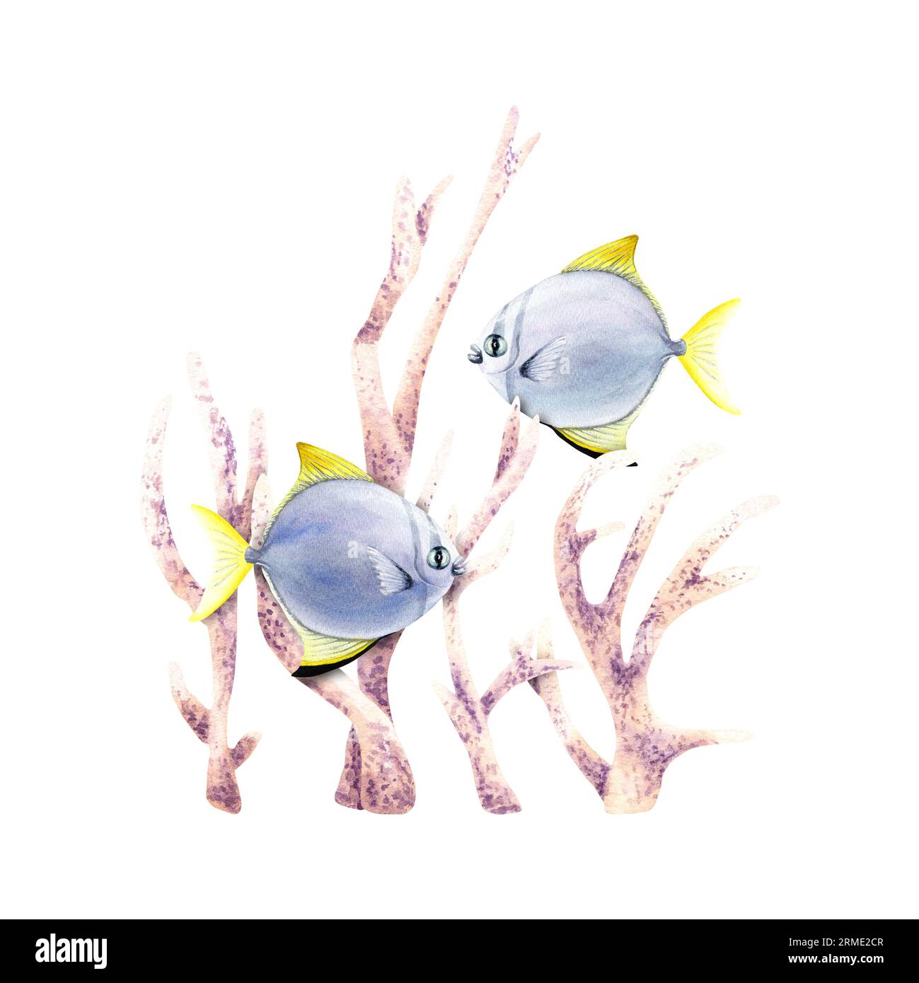 Underwater composition with corals and exotic fishes, moonyfish ...