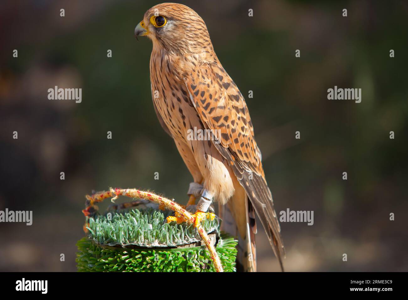 Female lesser kestrel hi-res stock photography and images - Alamy