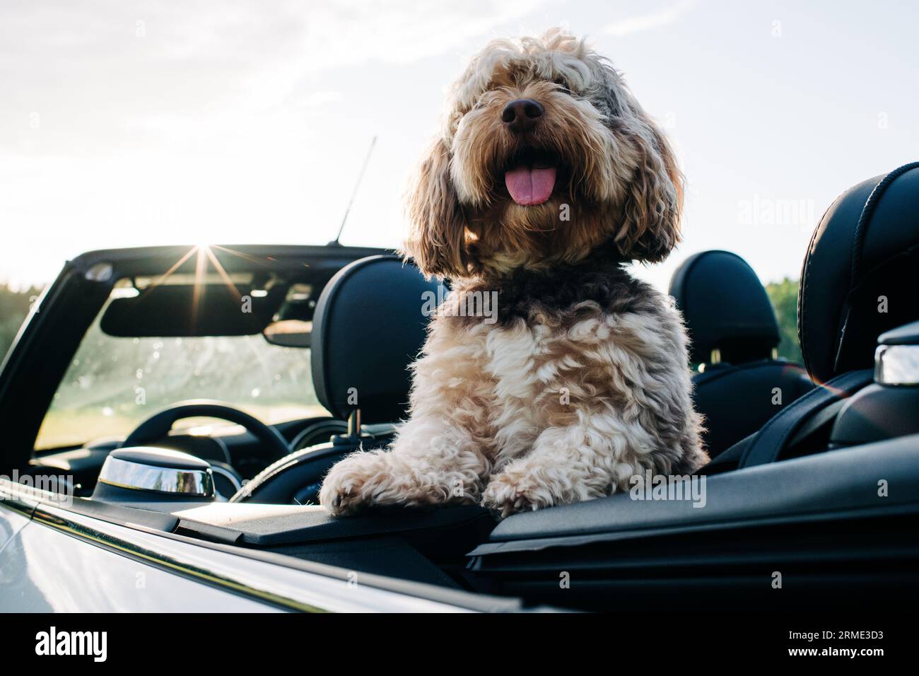 cute dog sitting in a convertible mini car at sunset Stock Photo - Alamy