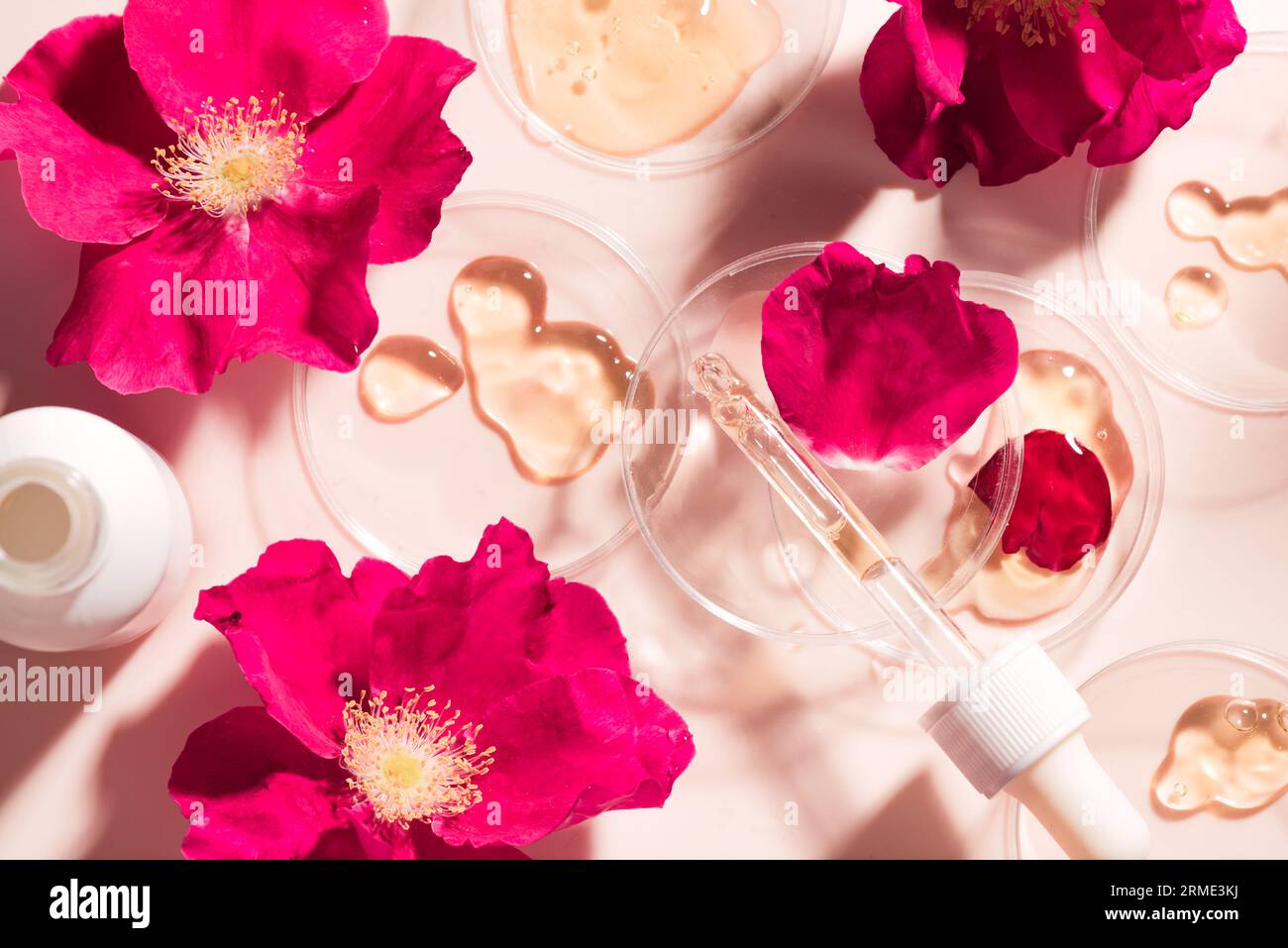 Natural skin care products swatches in petri dish and pink rose flowers ...