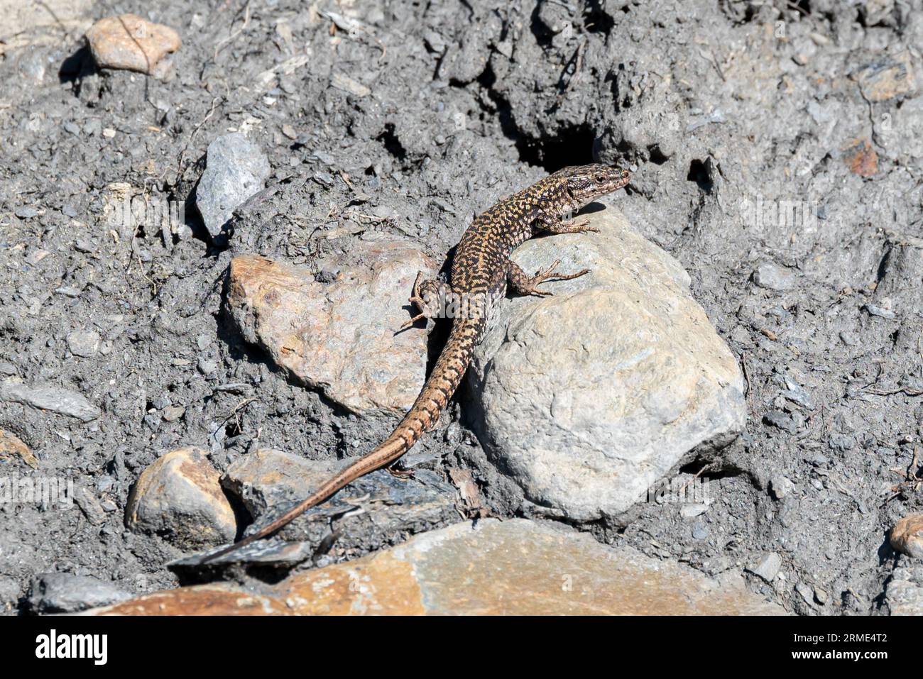 Tiny Lizard on a Rock Stock Photo - Alamy