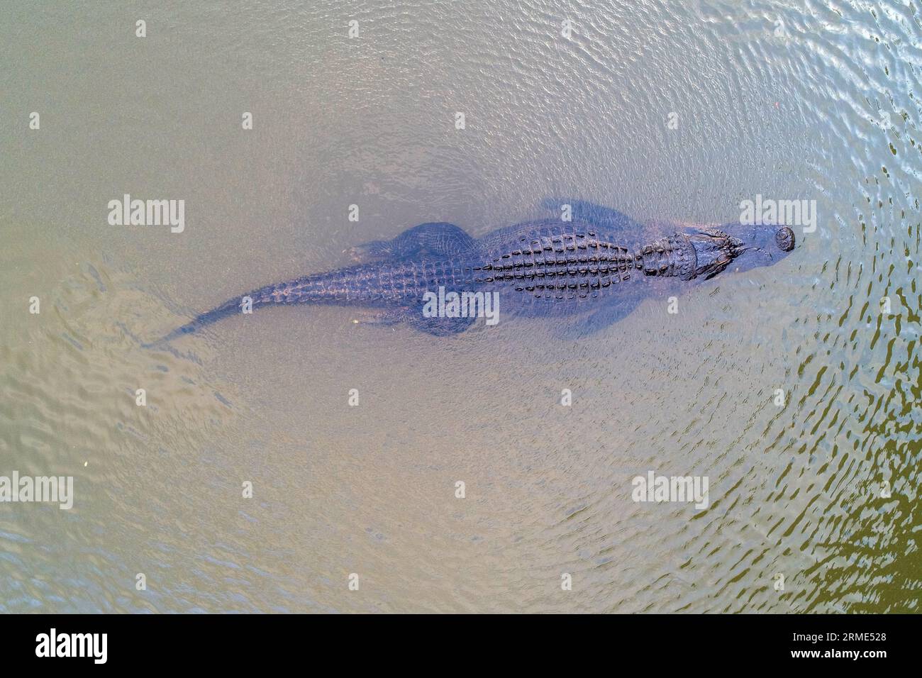 Aerial view of an American Alligator Stock Photo - Alamy