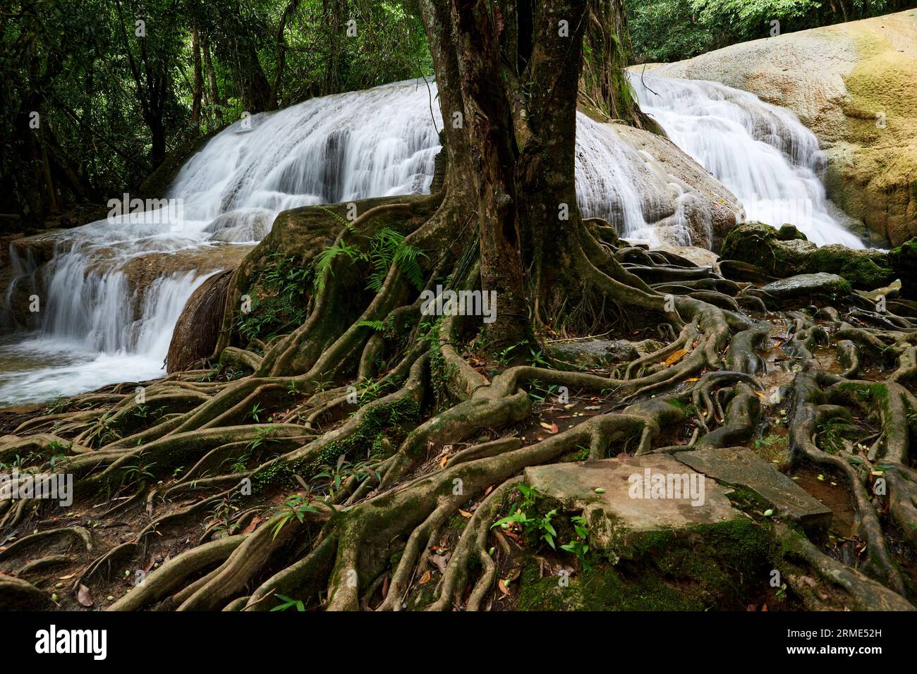 Scenic view of waterfall in forest Stock Photo - Alamy