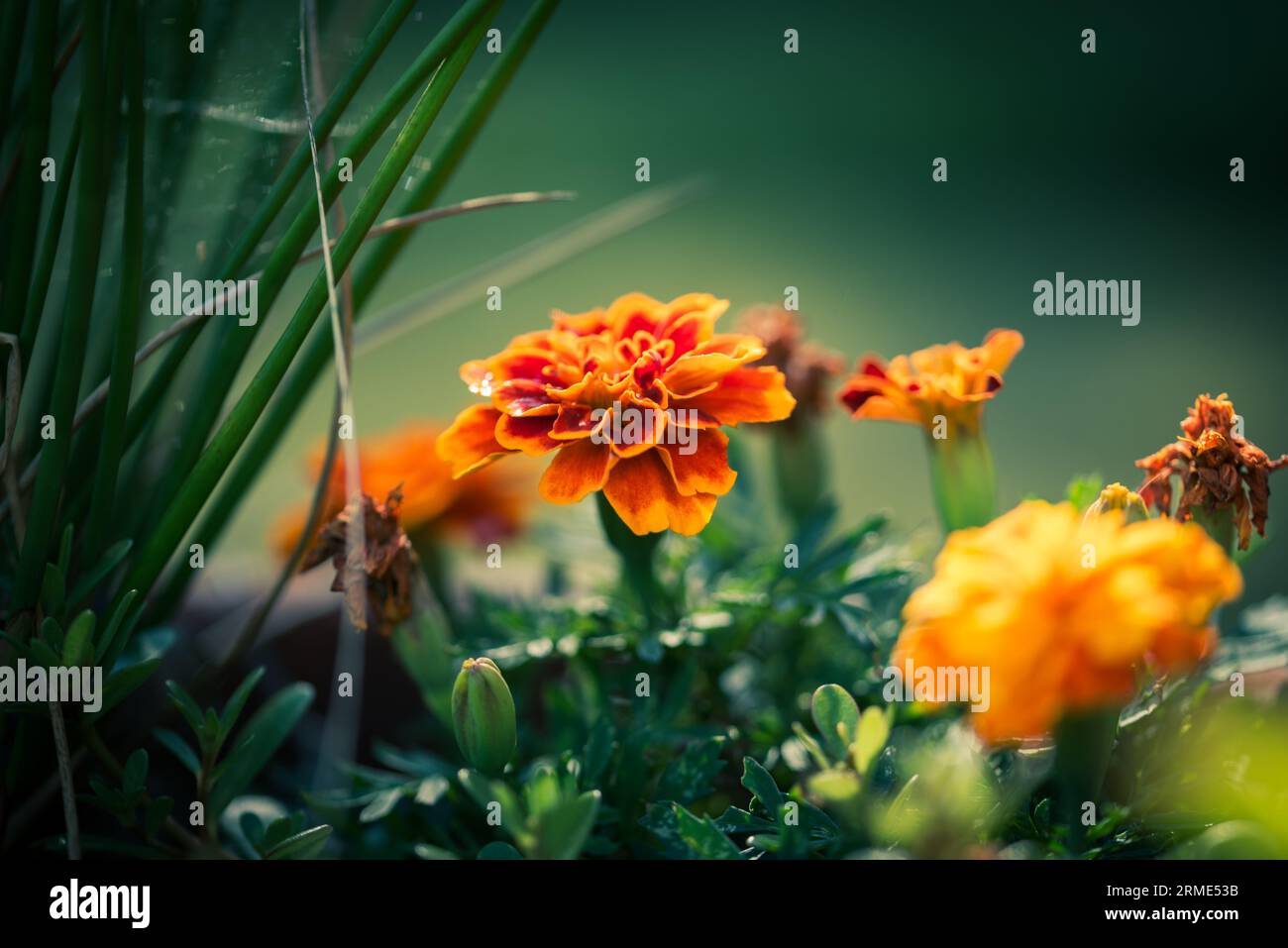 Patula flowers hi-res stock photography and images - Alamy