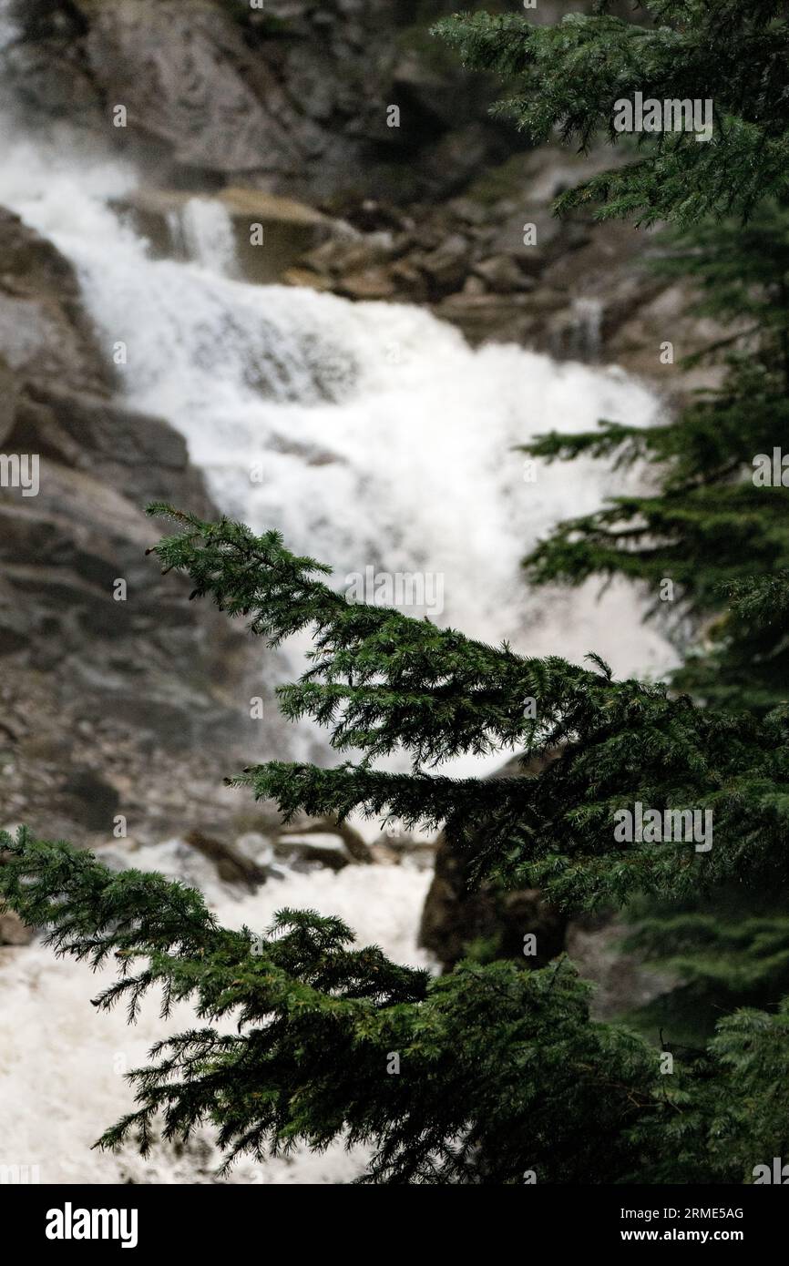 An evergreen tree with a waterfall in the back Stock Photo - Alamy