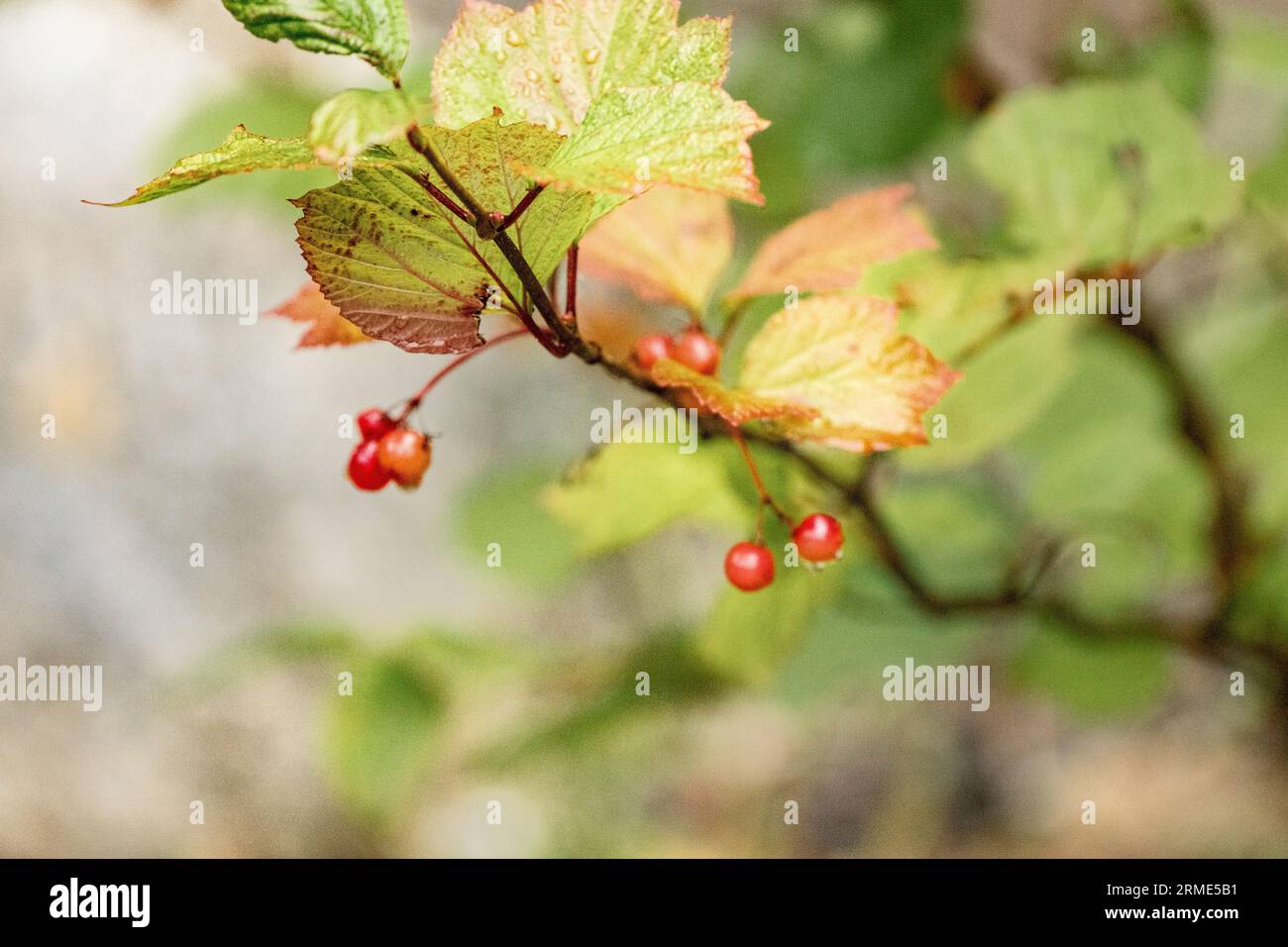 Alaska red berries hi-res stock photography and images - Alamy