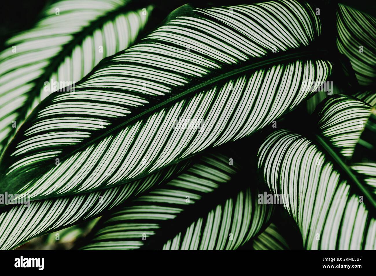 Bush strip hi-res stock photography and images - Alamy