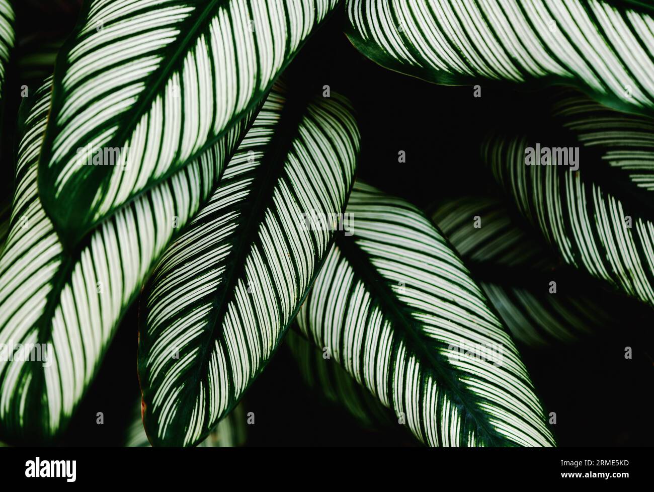 Variegated leaf white dark hi-res stock photography and images - Alamy