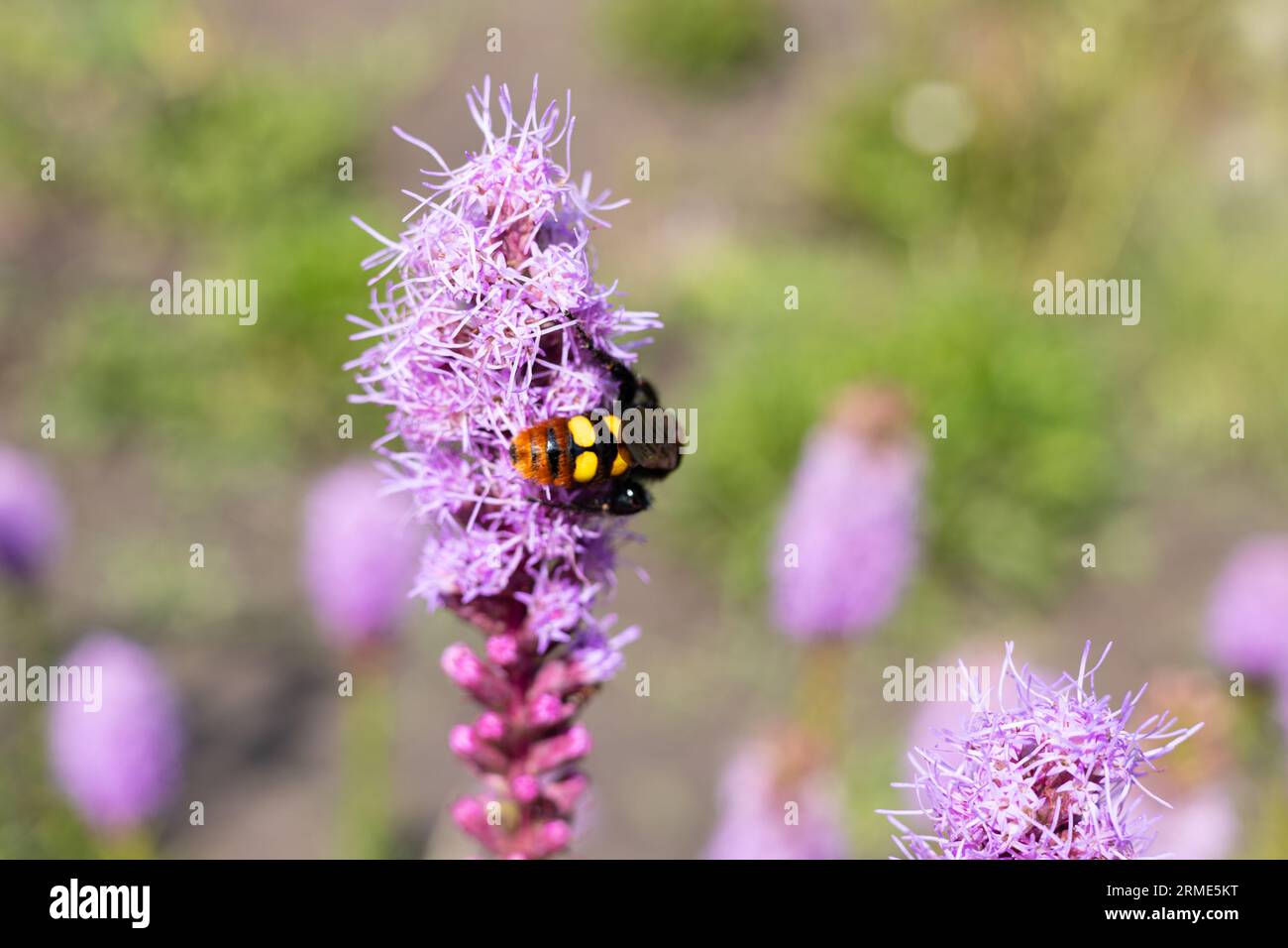 Liatris spikelet hi-res stock photography and images - Alamy