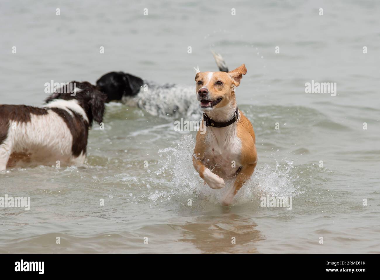 Group of dogs playing and splashing in the beach at summer Stock Photo ...
