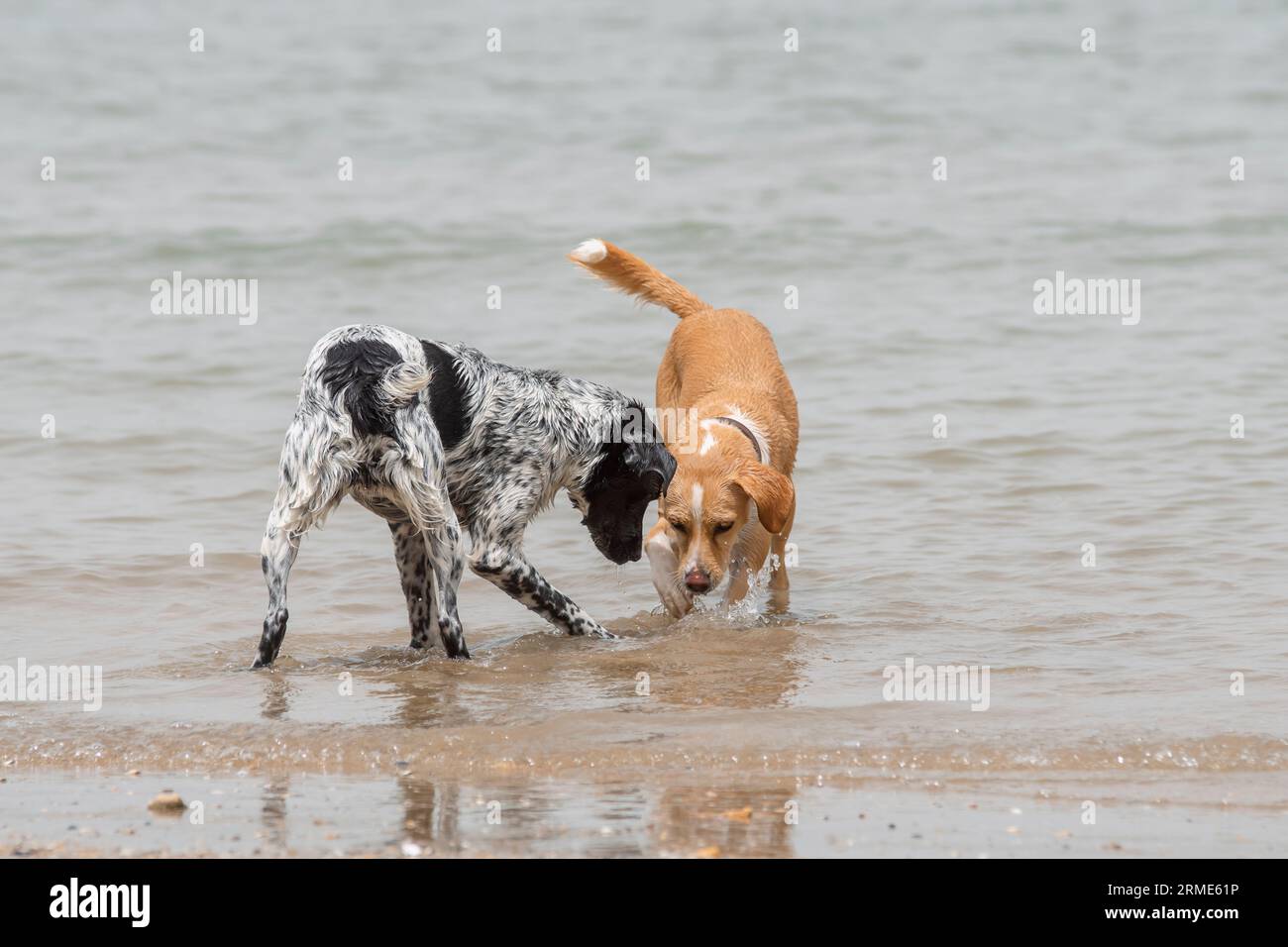 Full body portrait of two adult female dogs sniffing the water in the ...