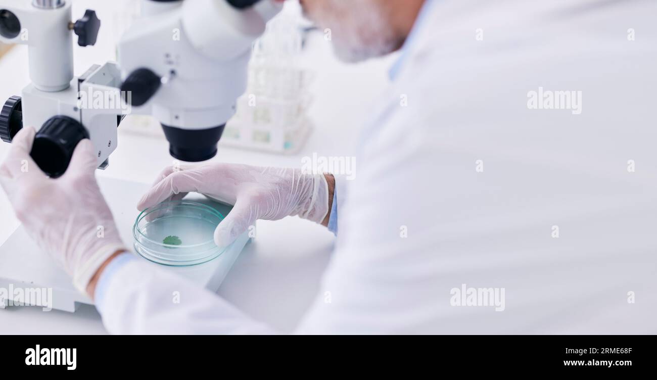 Science, microscope and scientist hands with plant research, analysis ...