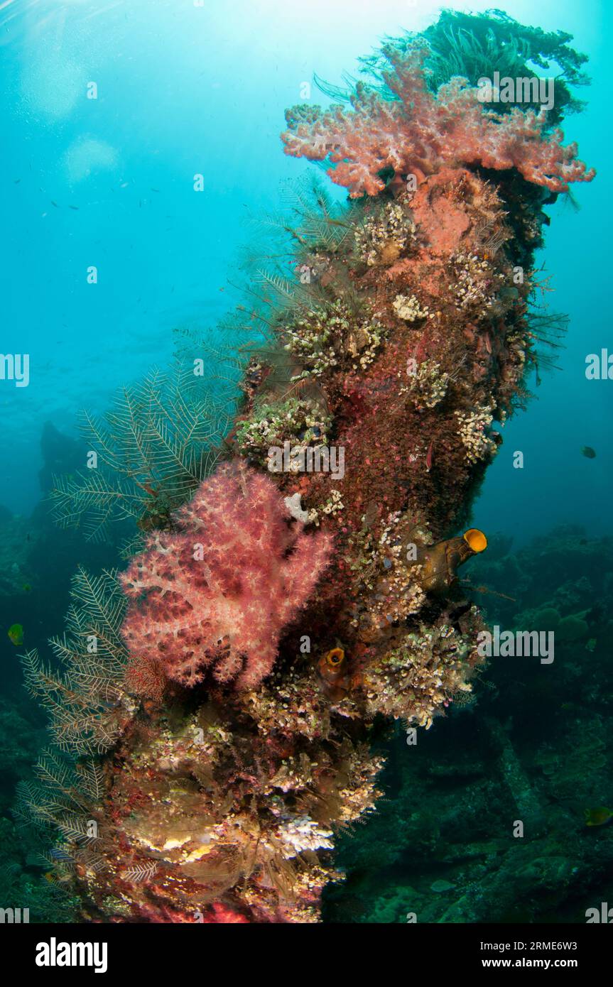 Turret coral hi-res stock photography and images - Alamy