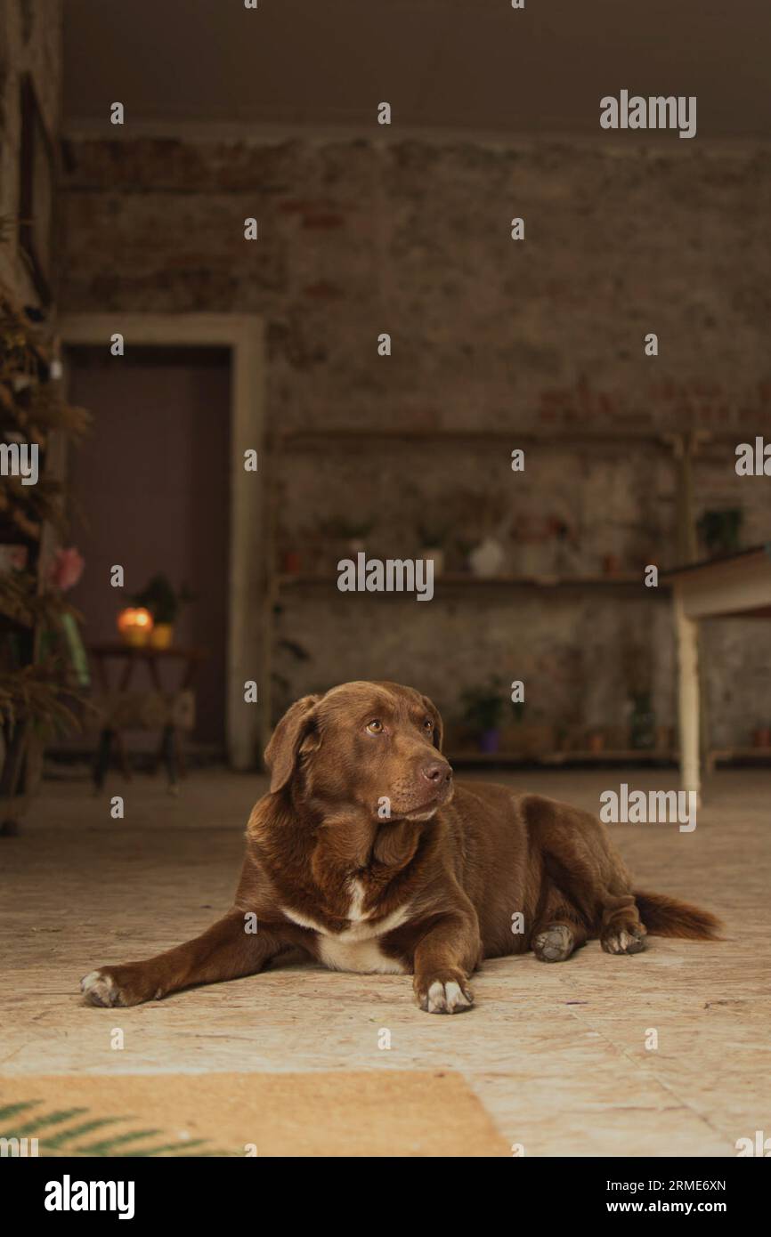 Brown chocolate labrador dog keeps watch from doorway Stock Photo - Alamy