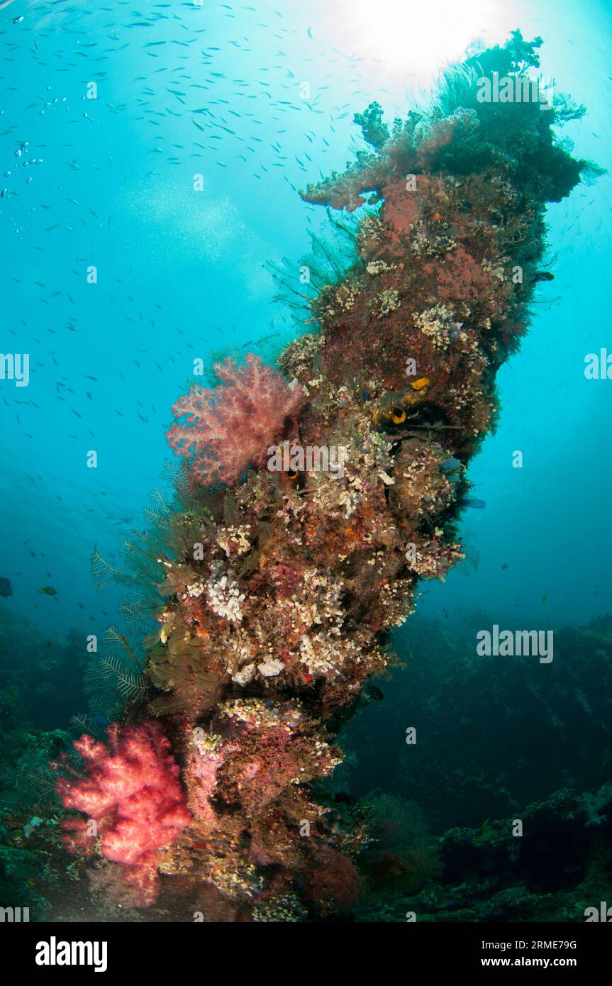 Turret coral hi-res stock photography and images - Alamy
